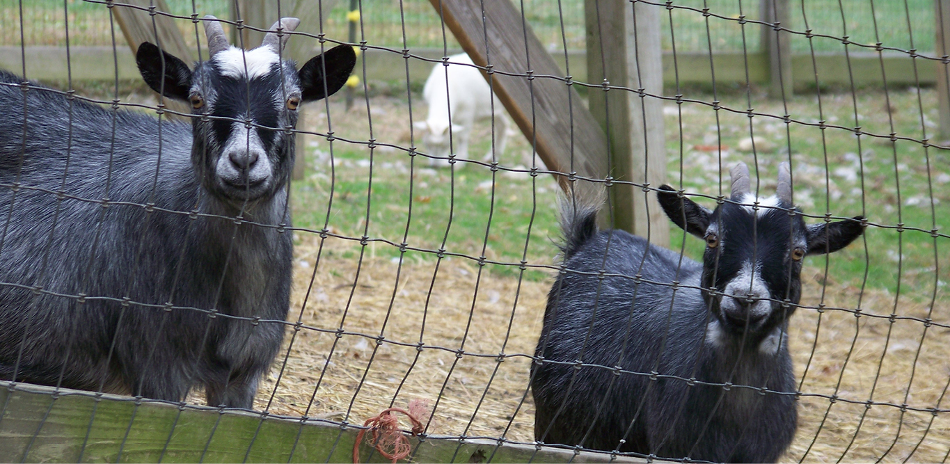 Triple B Farms | Farm Market | Online Ordering | Curbide Pick Up